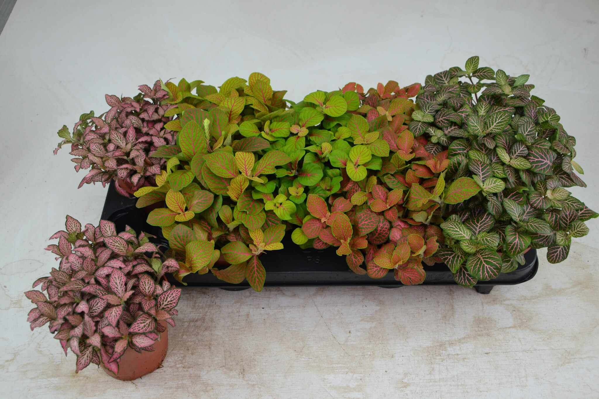 Fittonia mix 12 cm – mozaïekplantjes in diverse kleuren, 17 cm - Junai.nl