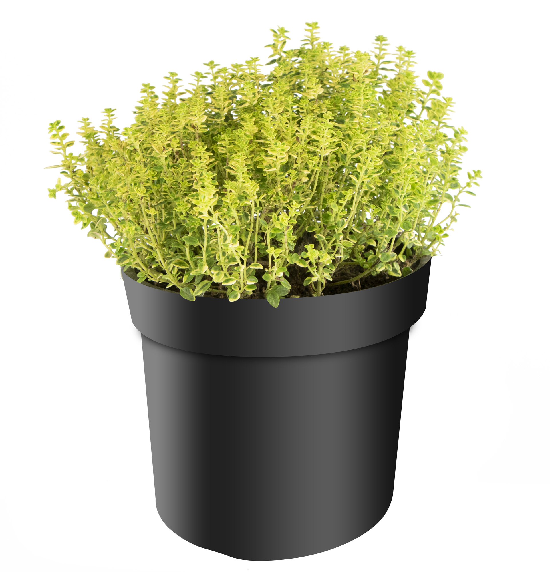 Tijm Citriodorus Aureus – Goudbonte citroentijm – 14 cm pot - Junai.nl