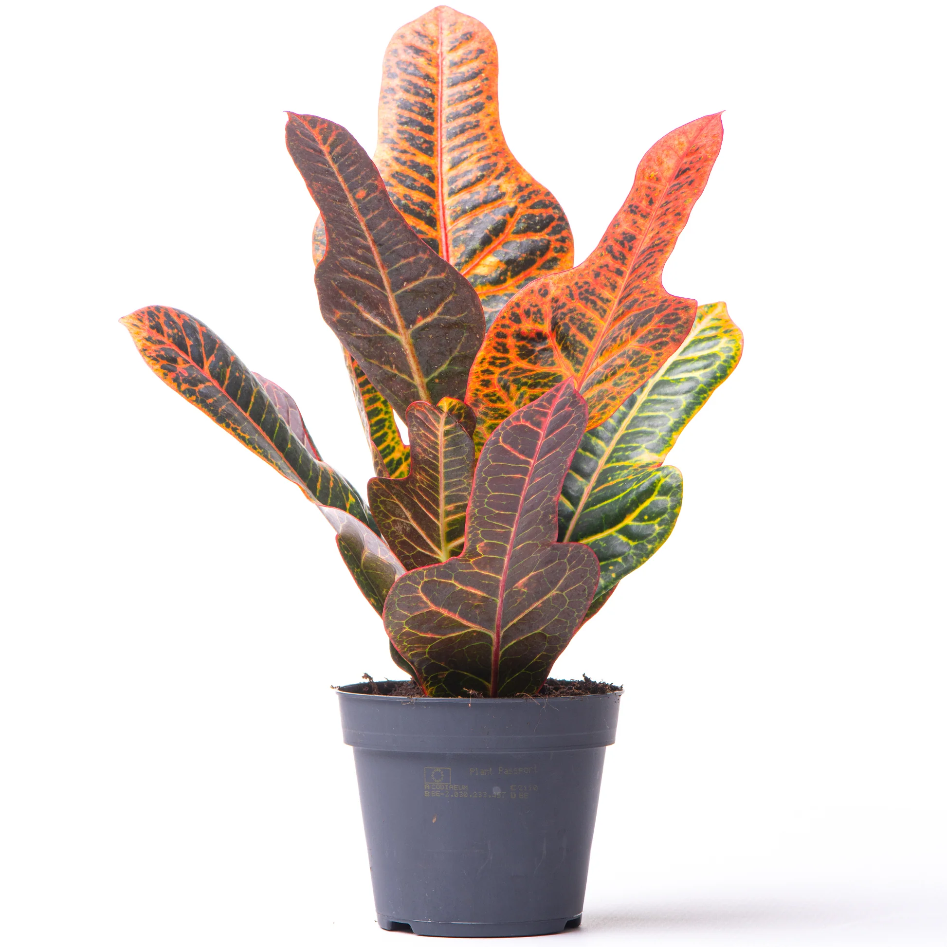 Codiaeum Excellent | 13 cm pot | bonte croton voor terrarium en woonka ...