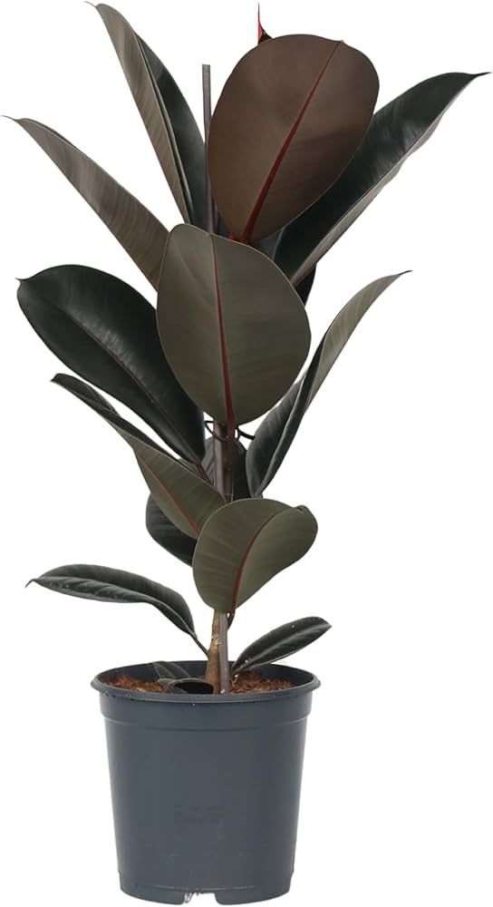 Ficus elastica Abidjan | 12 cm pot | 38 cm hoog - Junai.nl