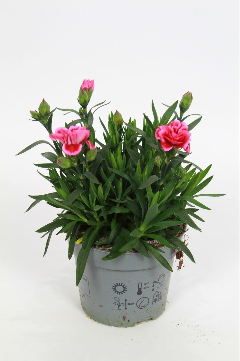 Dianthus Oscar Pink Star | 20 cm | 10 cm pot | Junai.nl - Junai.nl