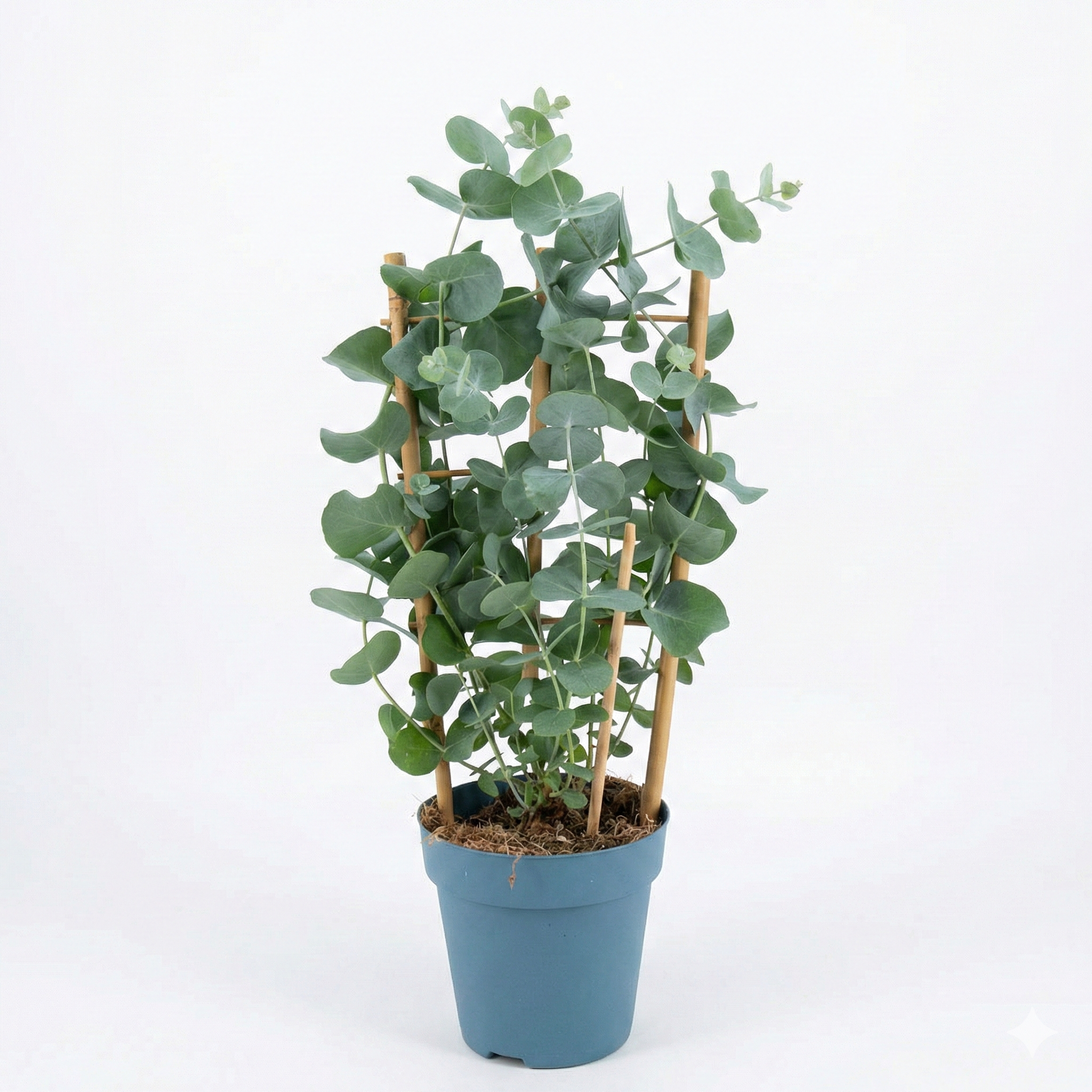 Eucalyptus Cinerea En Pot