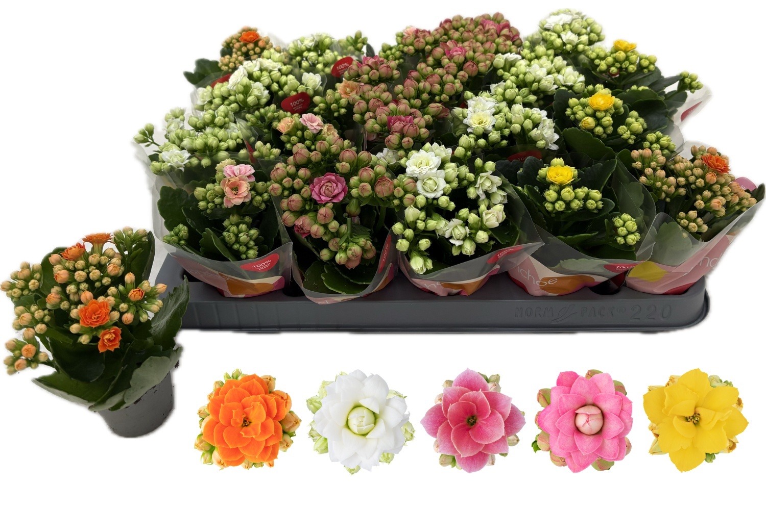 Kalanchoe Double Rose Flowers mix | 6 cm pot | per stuk - Junai.nl