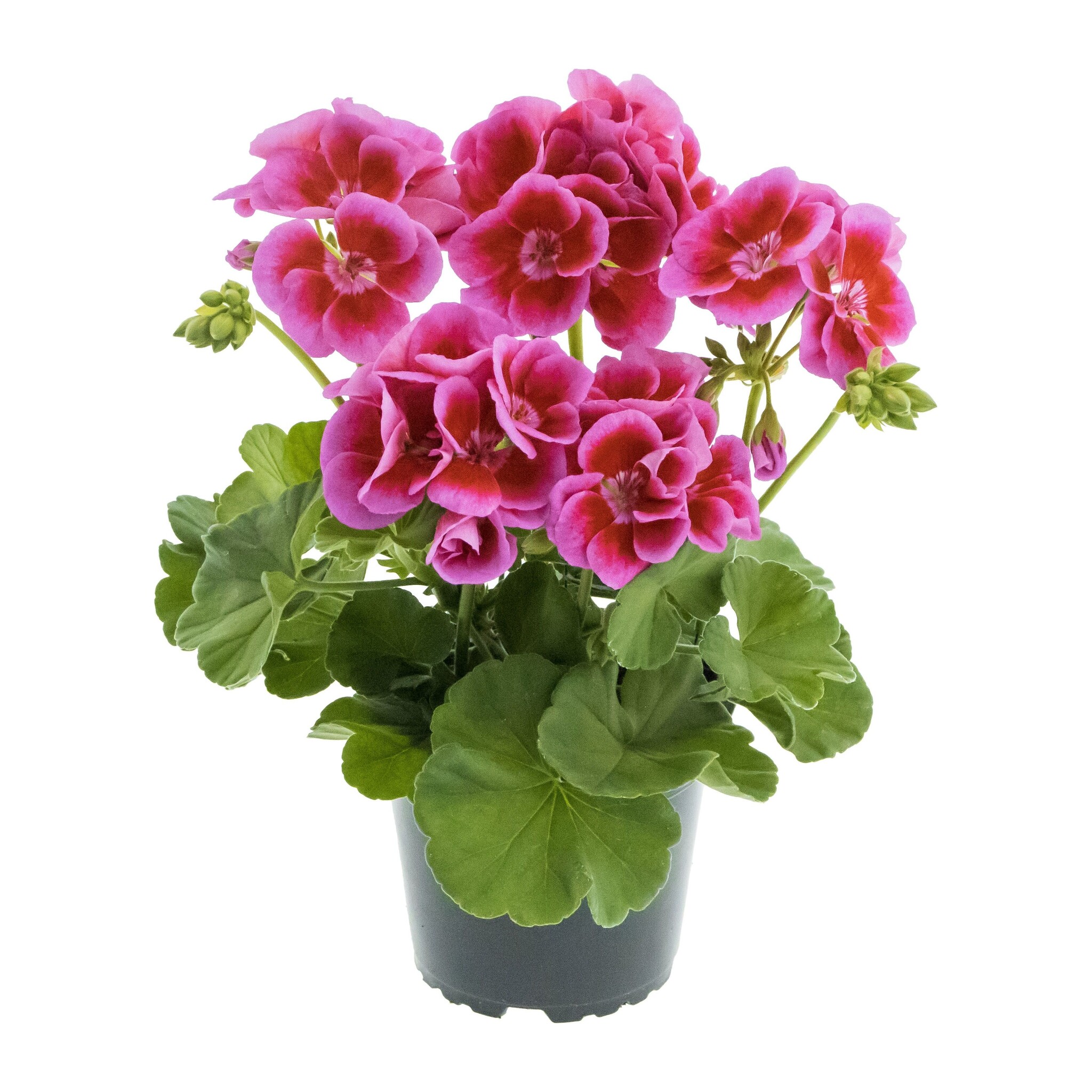 Geranium Calliope Large Lavender Splash | 10 cm pot - Junai.nl