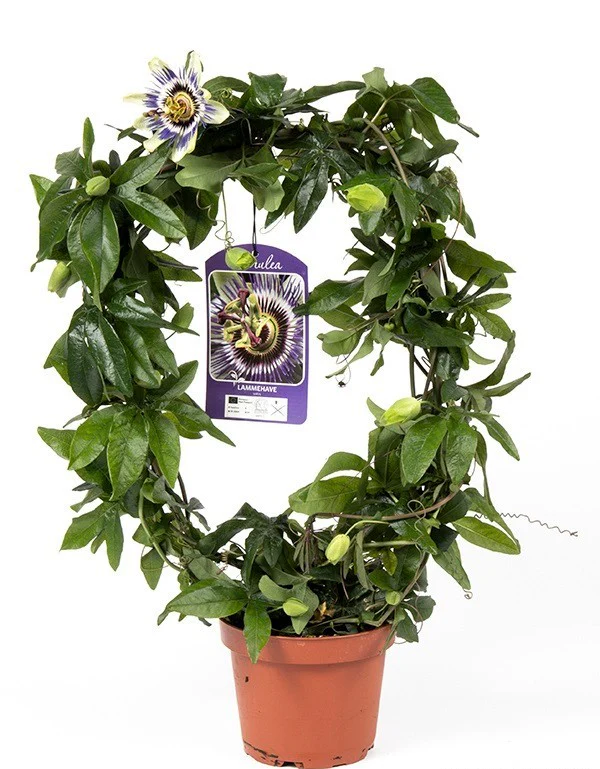Passiflora caerulea rond opgebonden | 40 cm | 12 cm pot - Junai.nl