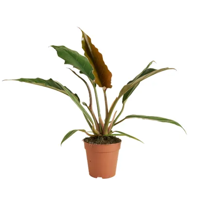 Philodendron bipinnatifidum | 12 cm pot | 35 cm hoog - Junai.nl